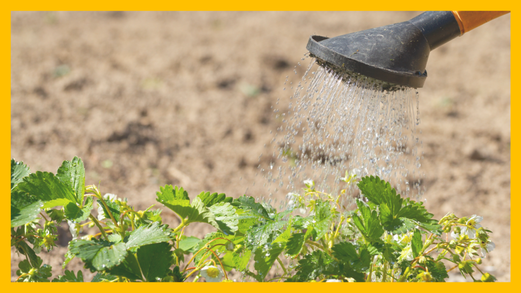 EU policies are unable to ensure farmers don’t overuse water - Stargate